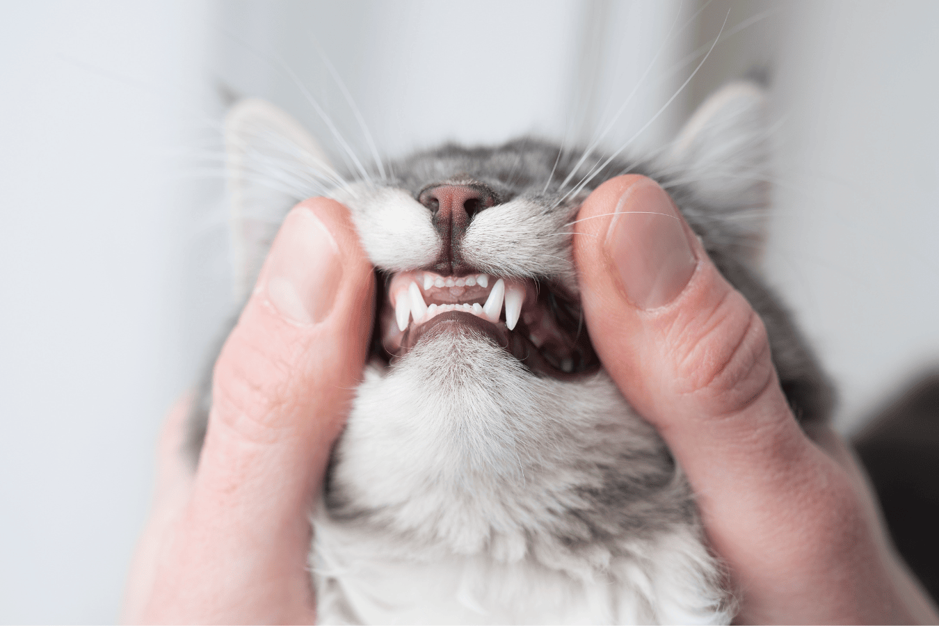 Gencives de votre chat : savoir quand ça ne va pas - Veterinat