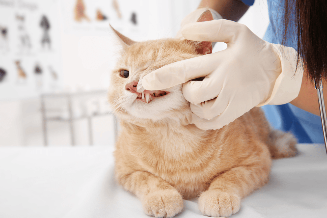 Conseils santé - Veterinat