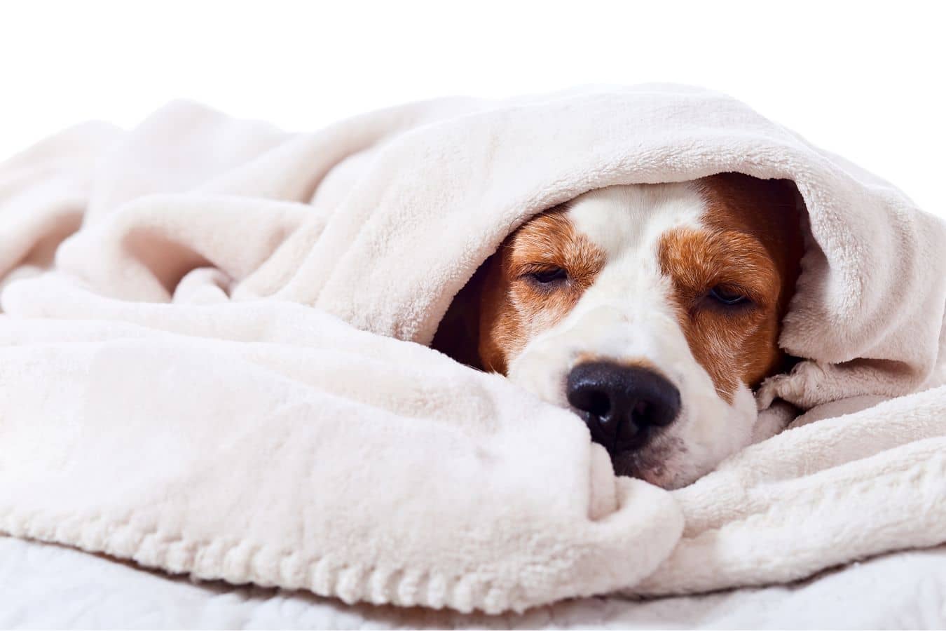 Diarrhée du chien : la soulager naturellement - Veterinat