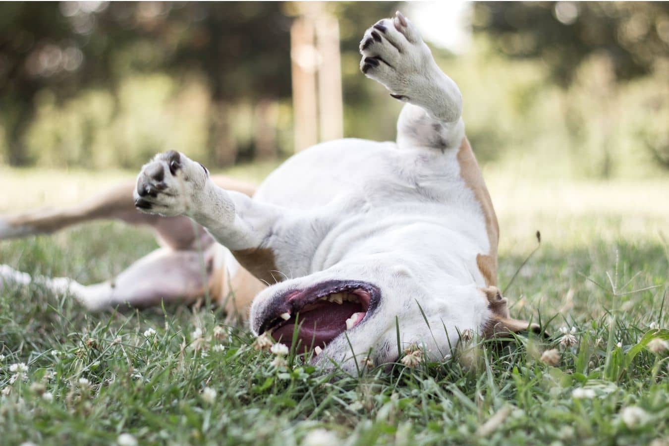 Dermatite atopique du chien : ce qu’il faut savoir - Veterinat