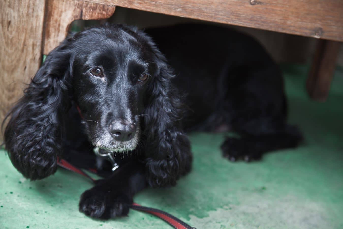 Chien peureux : comment l’aider et le rassurer ? - Veterinat