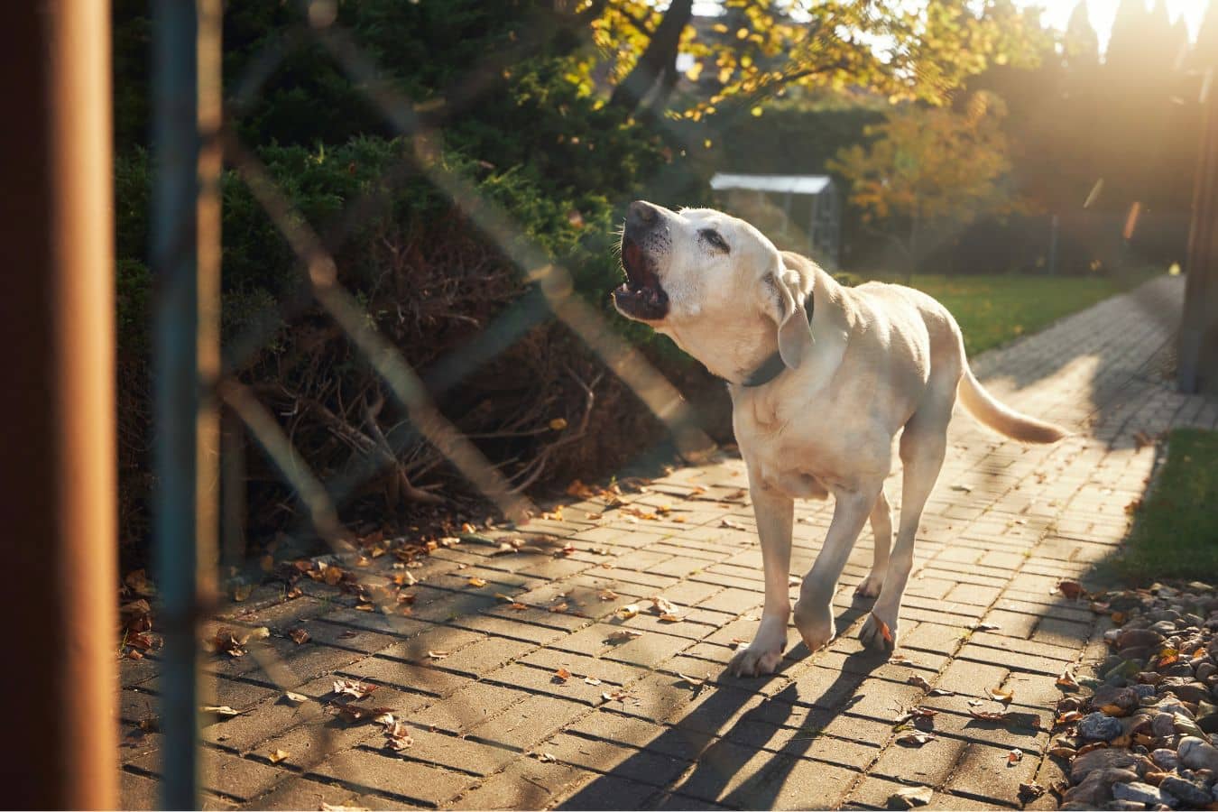 Chien agressif : comprendre et agir - Veterinat