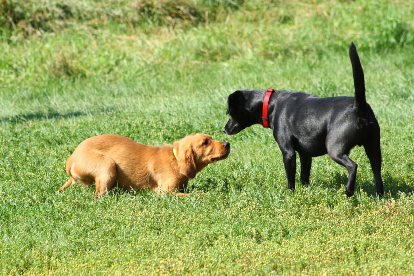 Chien agressif : comprendre et agir - Veterinat
